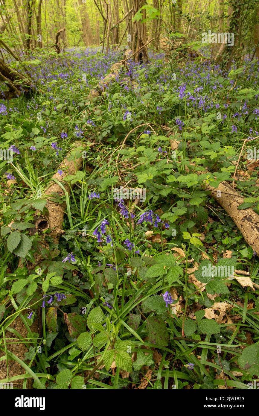Natural environmental portrait of common Bluebells in an English ...