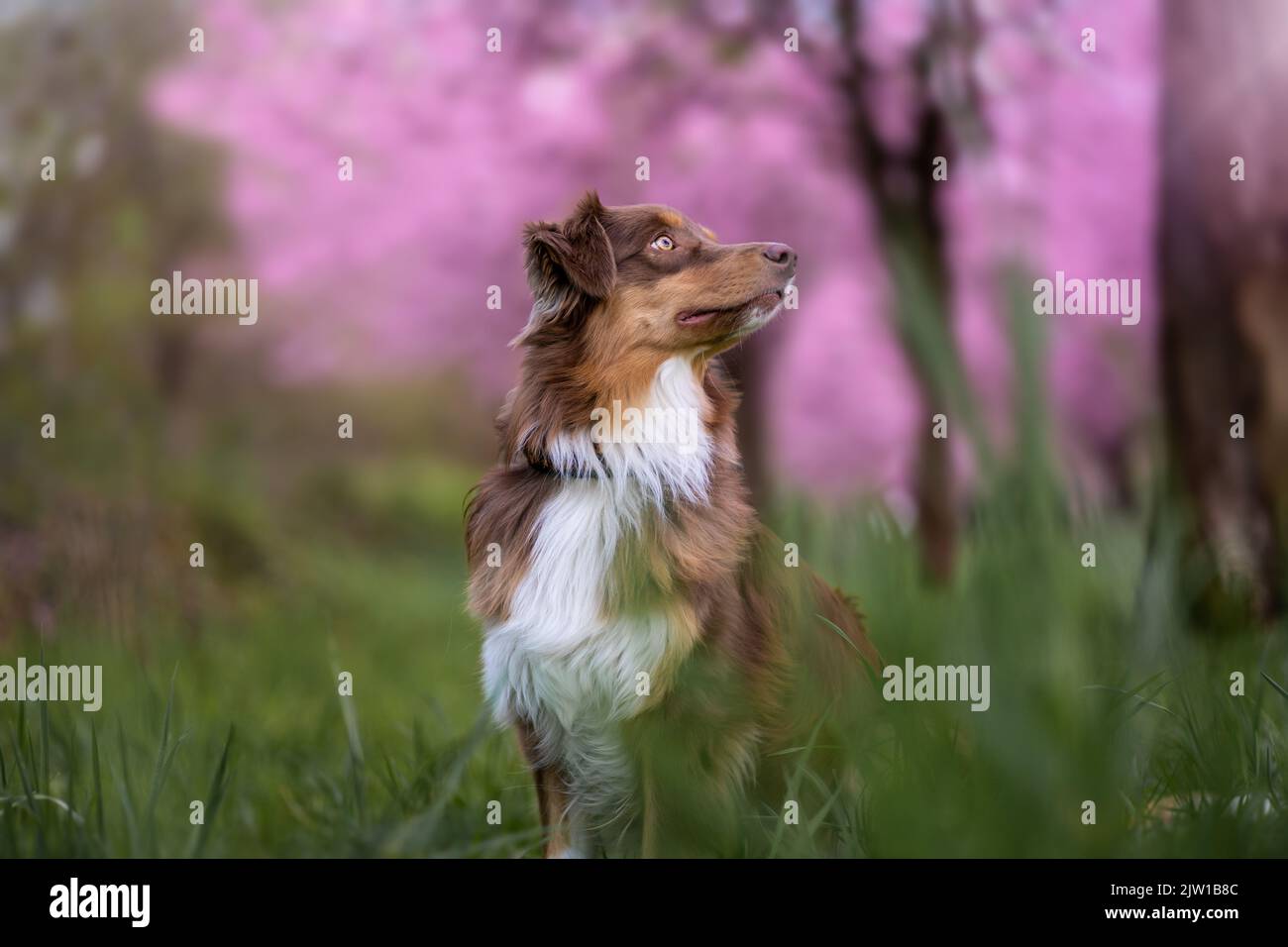 A brown and white Australian Shepherd in the forest with pink cherry ...