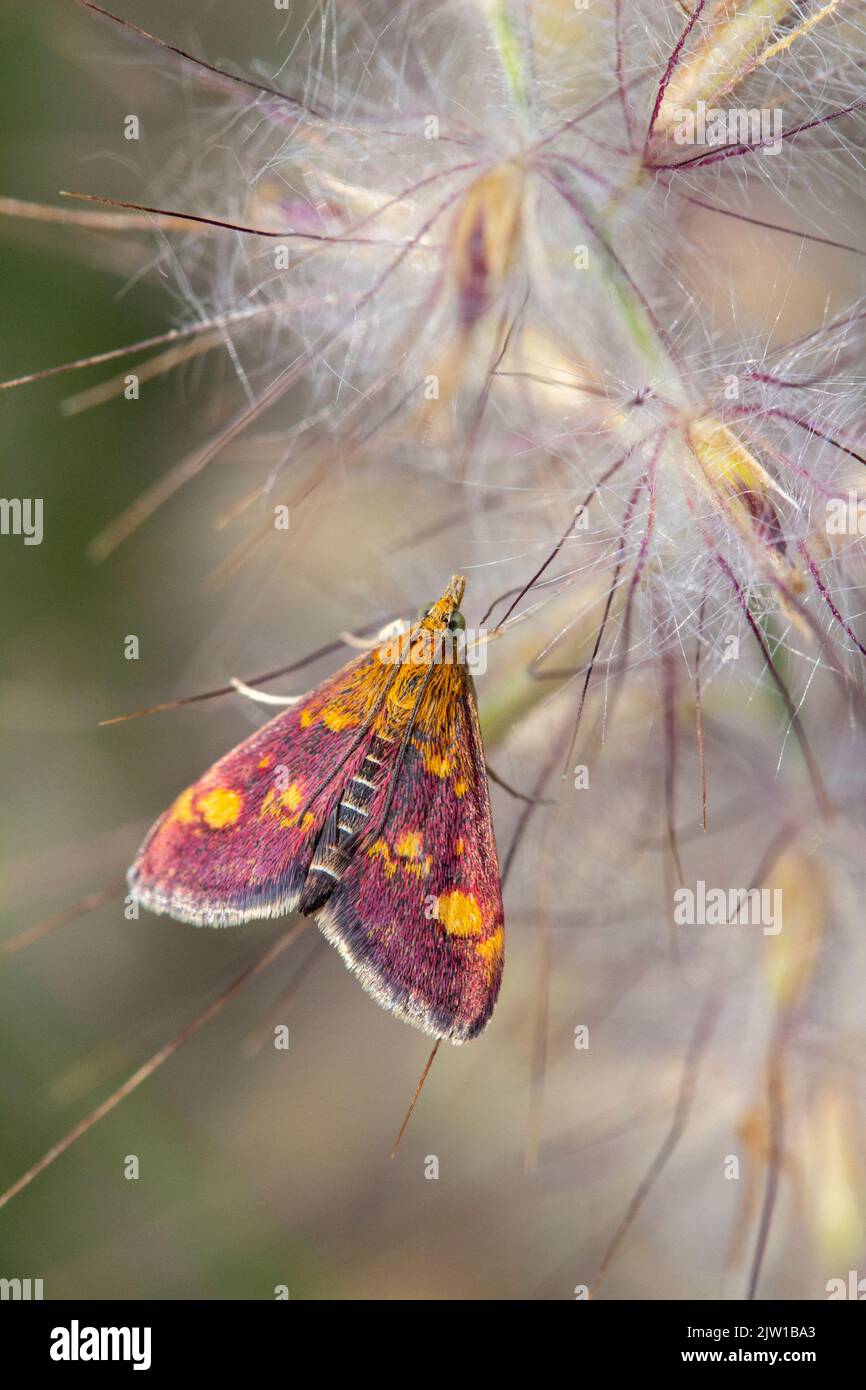 Mint Moth (Pyrausta aurata) on Pennisetum orientale fountain grass ...