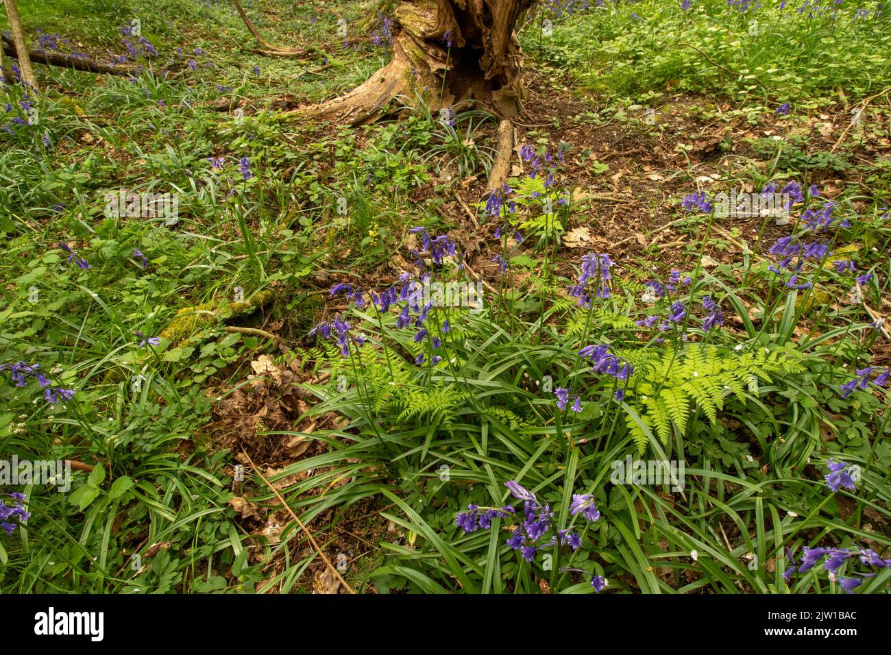 Natural environmental portrait of common Bluebells in an English ...