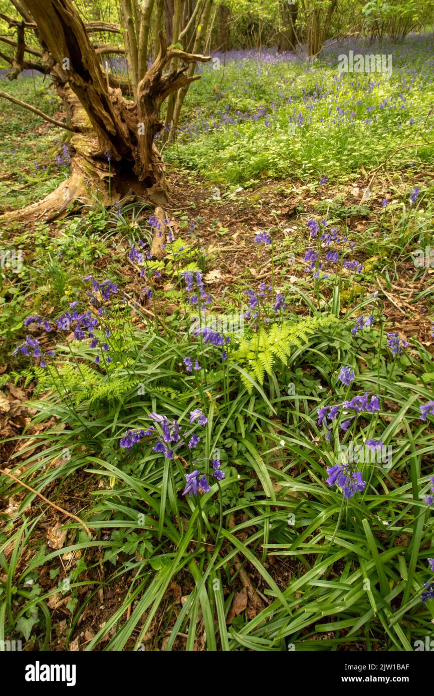 Natural environmental portrait of common Bluebells in an English ...
