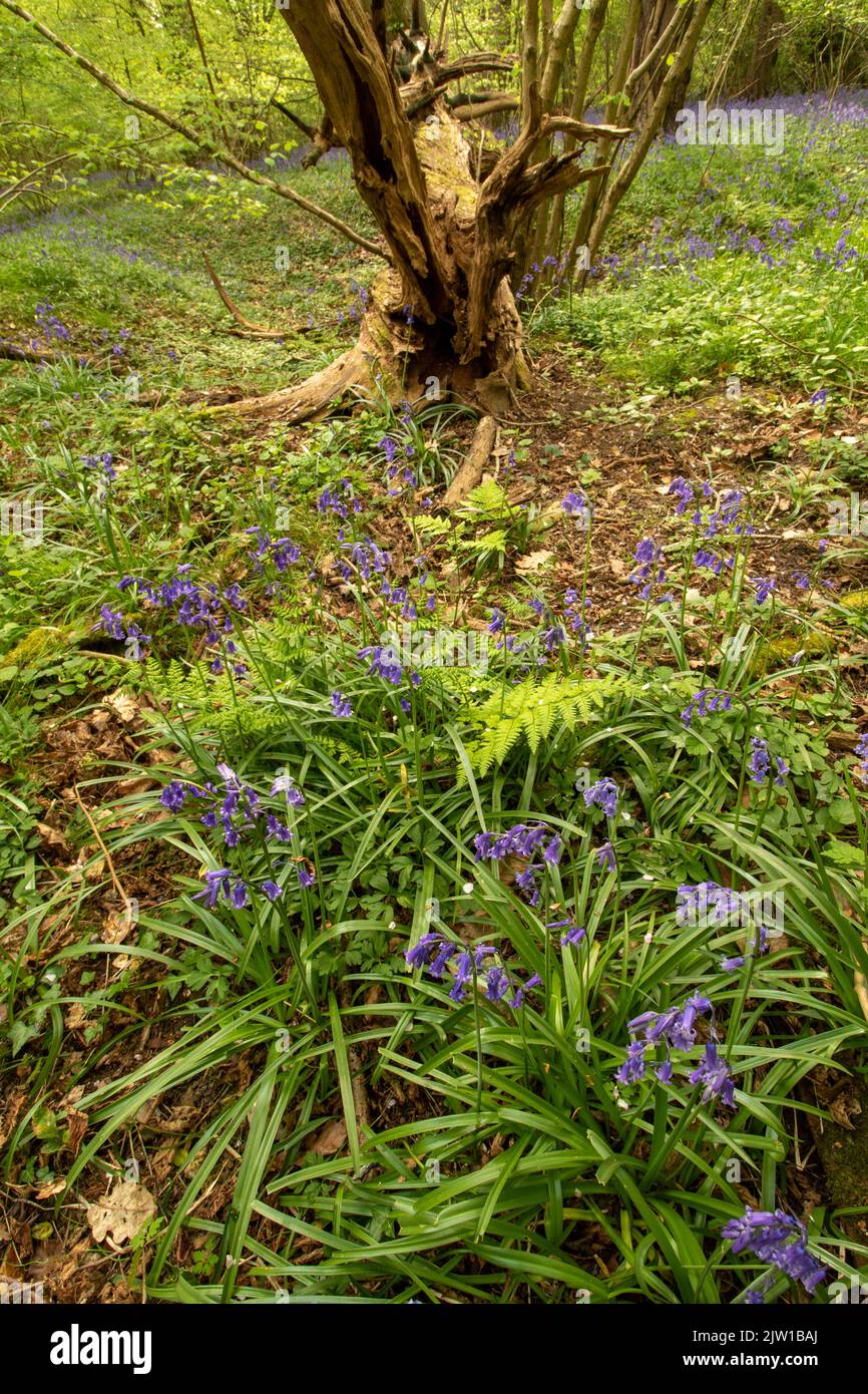 Natural environmental portrait of common Bluebells in an English ...