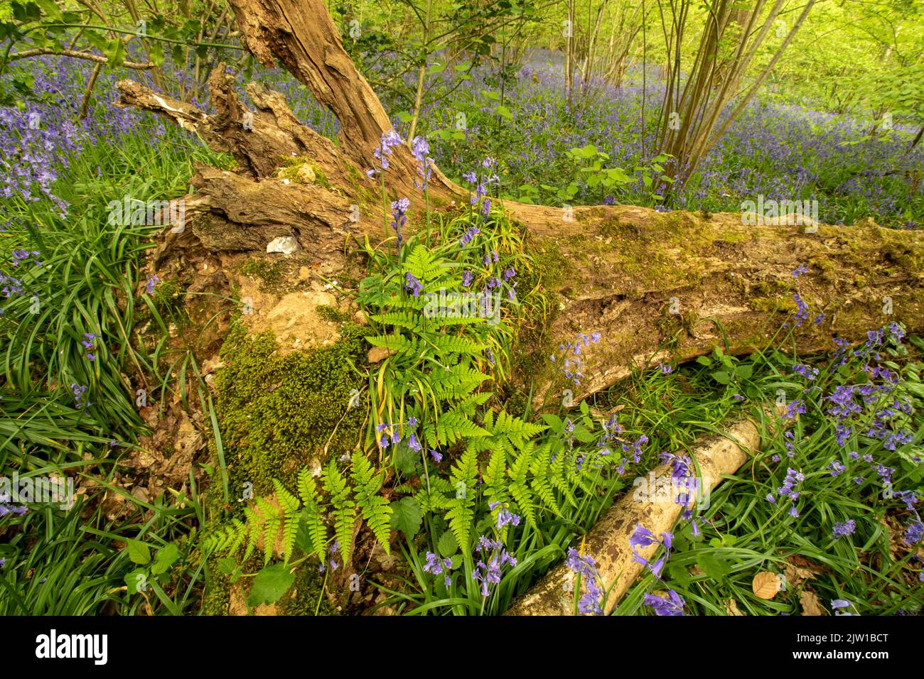 Natural environmental portrait of common Bluebells in an English ...