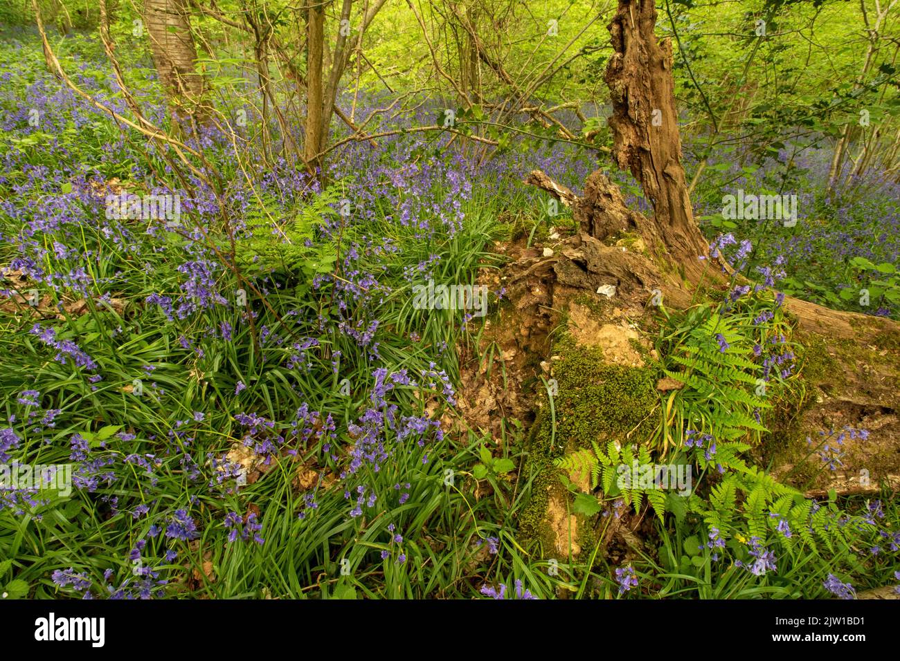 Natural environmental portrait of common Bluebells in an English ...