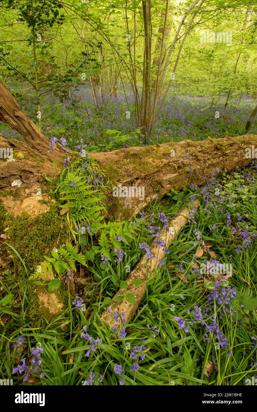 Natural environmental portrait of common Bluebells in an English ...