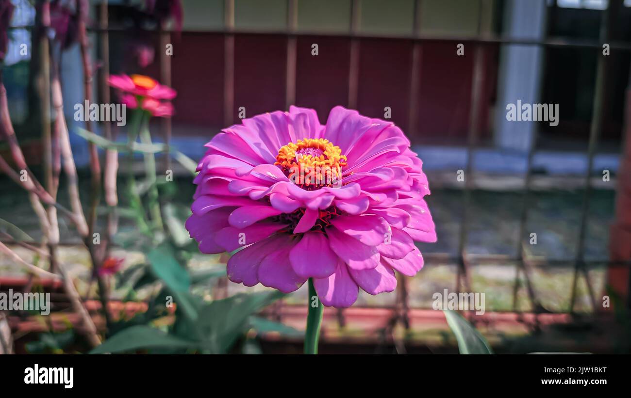 Zinnia flower in park hi-res stock photography and images - Alamy