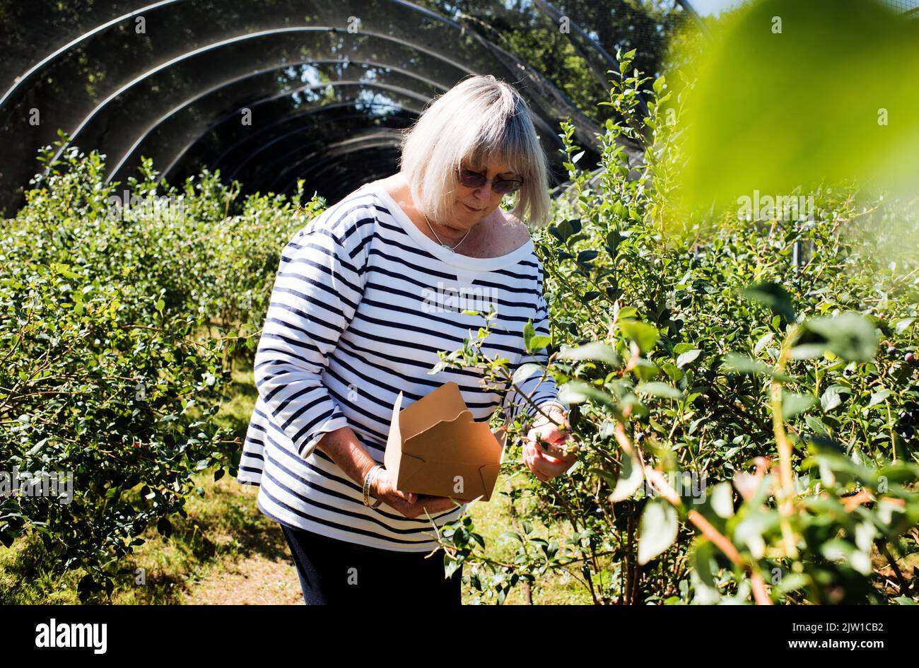 retired lady picking blueberries at a blueberry farm in England Stock ...