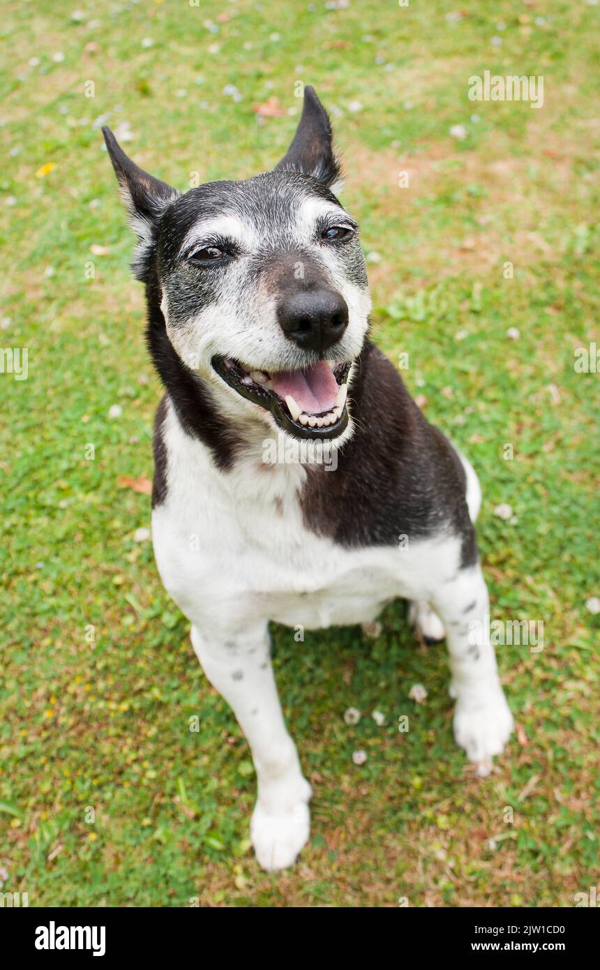 Little foxy hi-res stock photography and images - Alamy