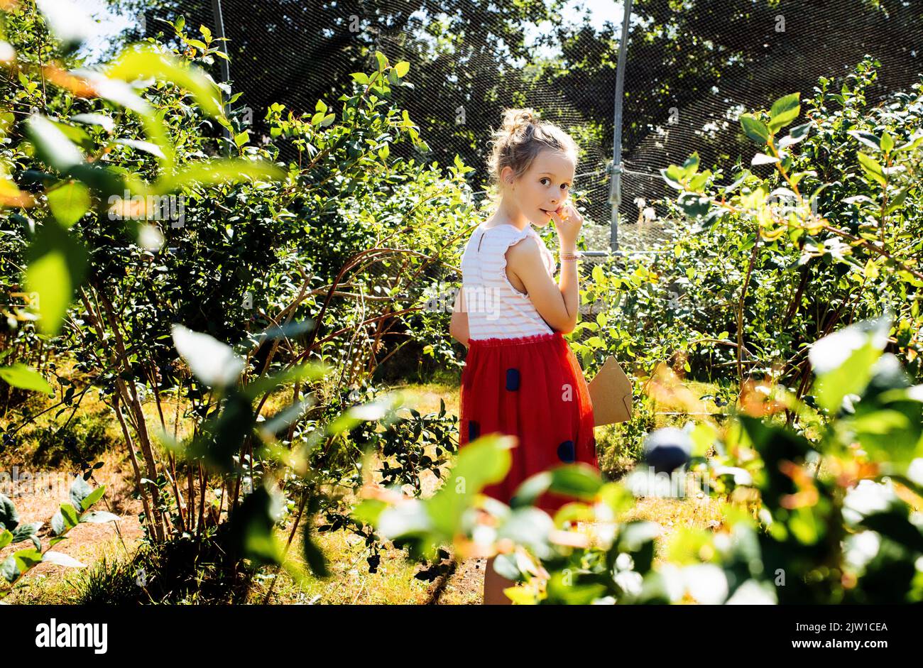 child eating blueberries whilst picking them at a pick your own farm ...