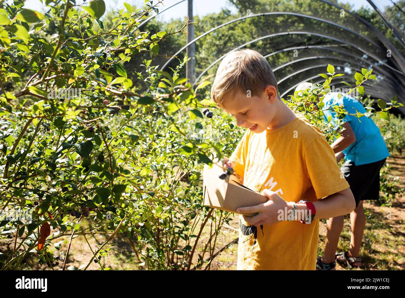 boy picking blueberries with his grandad at pick your own farm Stock ...