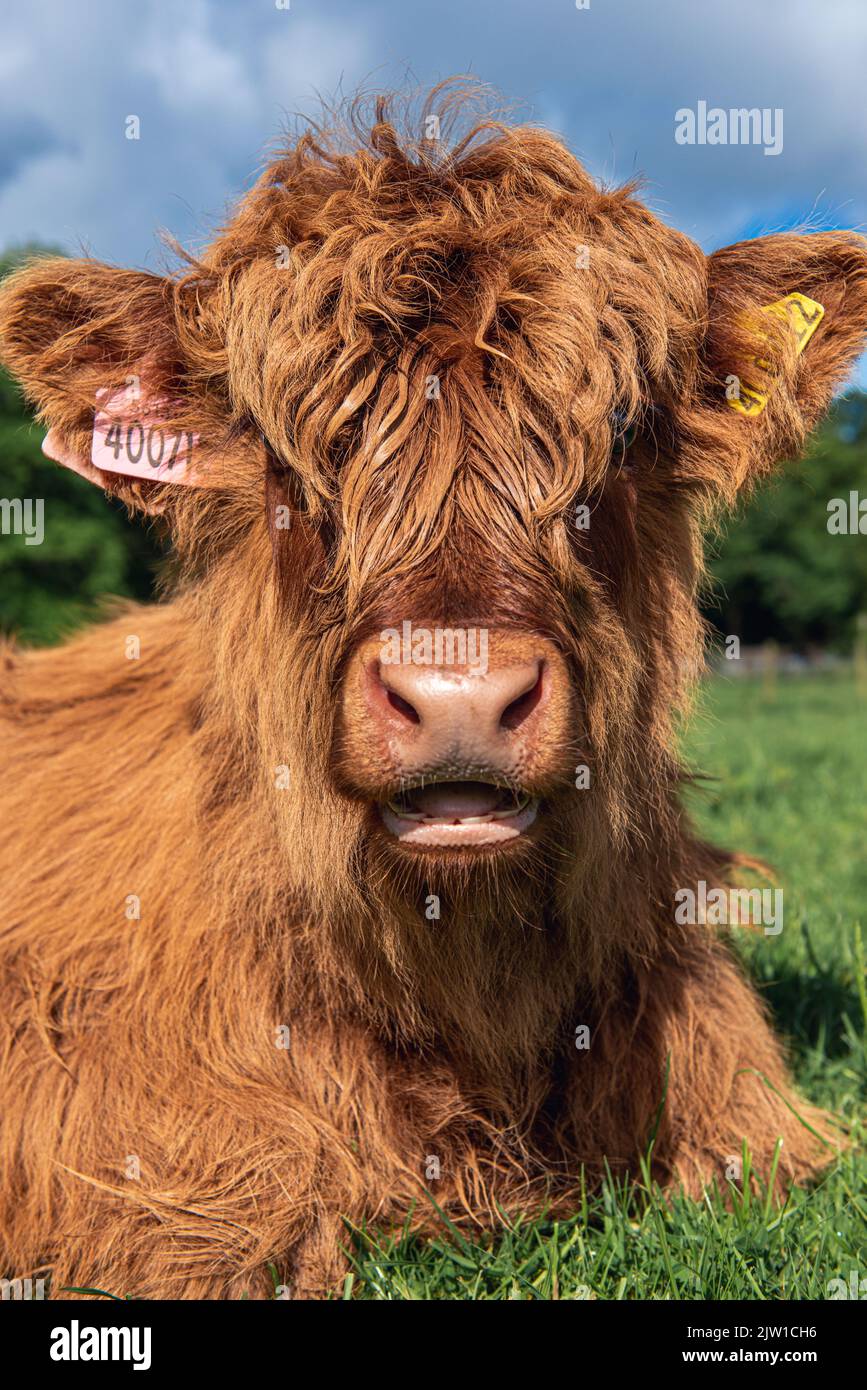 A vertical shot of a cute Scottish Highland calf looking at the camera ...