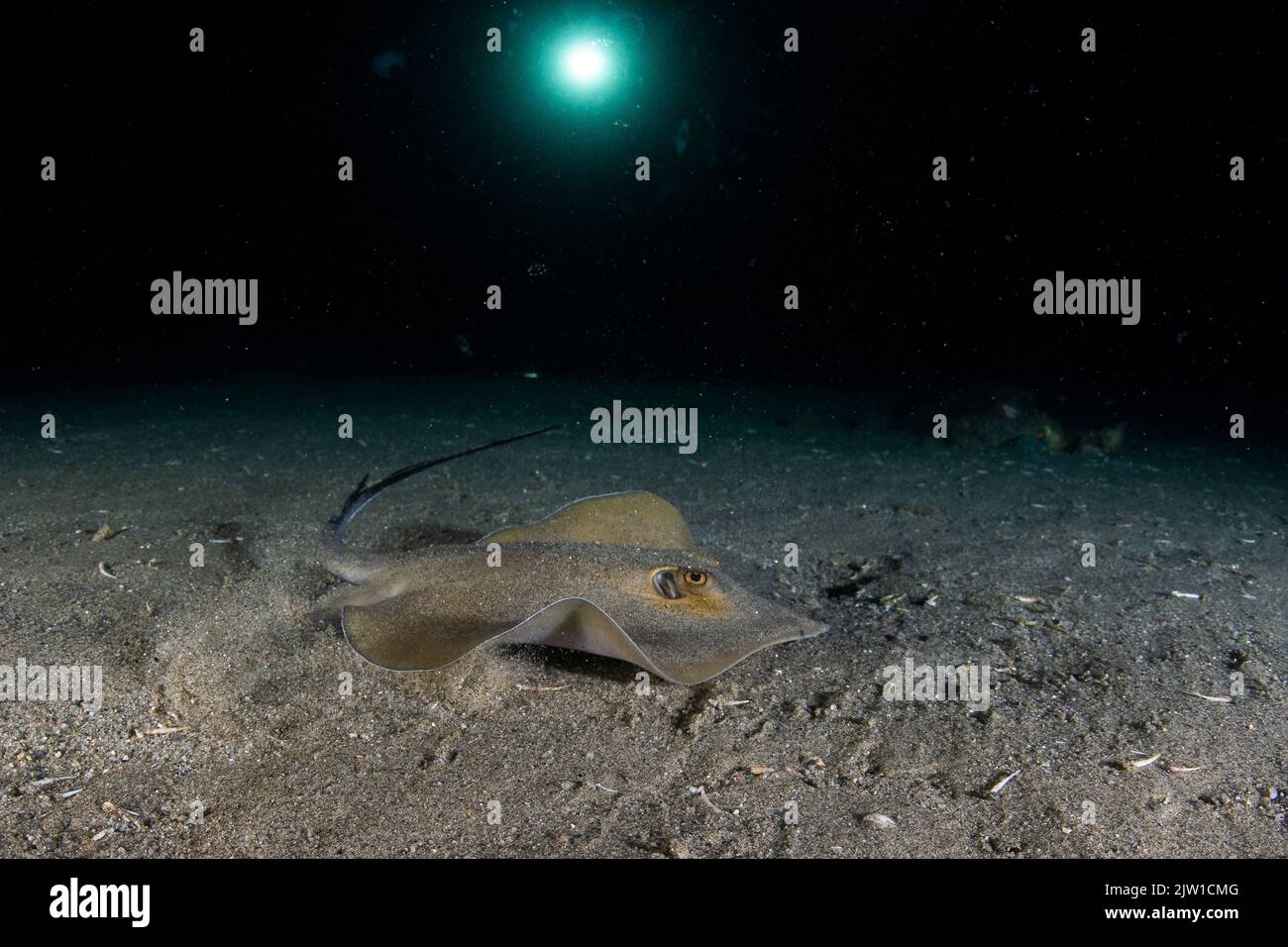 ray swimming at night underwater Stock Photo - Alamy
