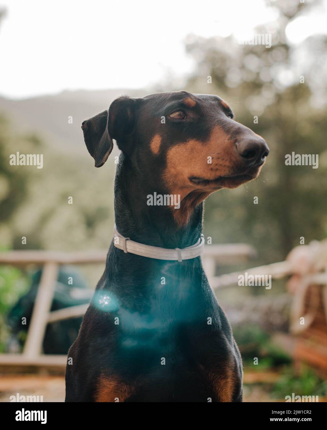 Doberman pincher hi-res stock photography and images - Alamy