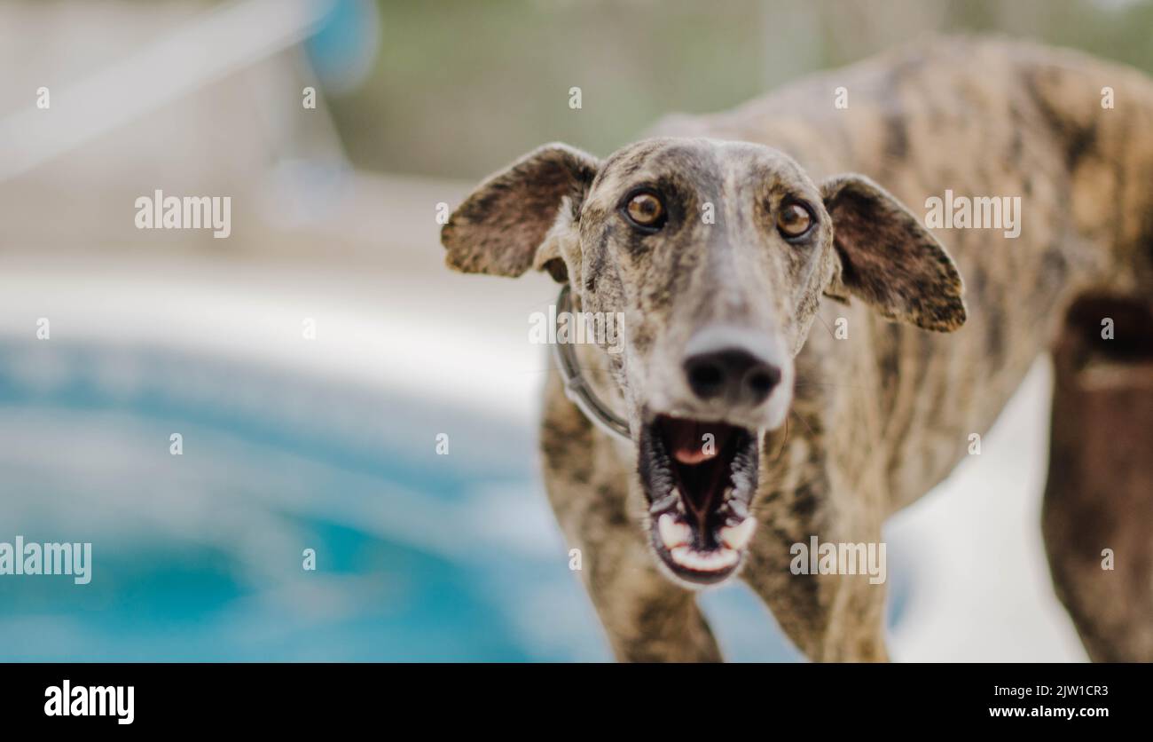 Brindle greyhound barking in a garden with a swimming pool Stock Photo ...