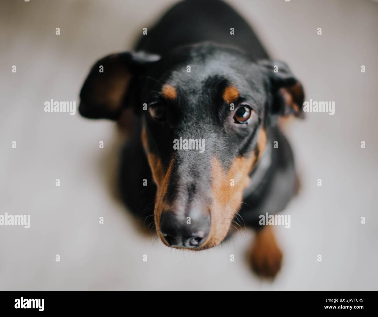Black doberman looking up while sitting Stock Photo - Alamy