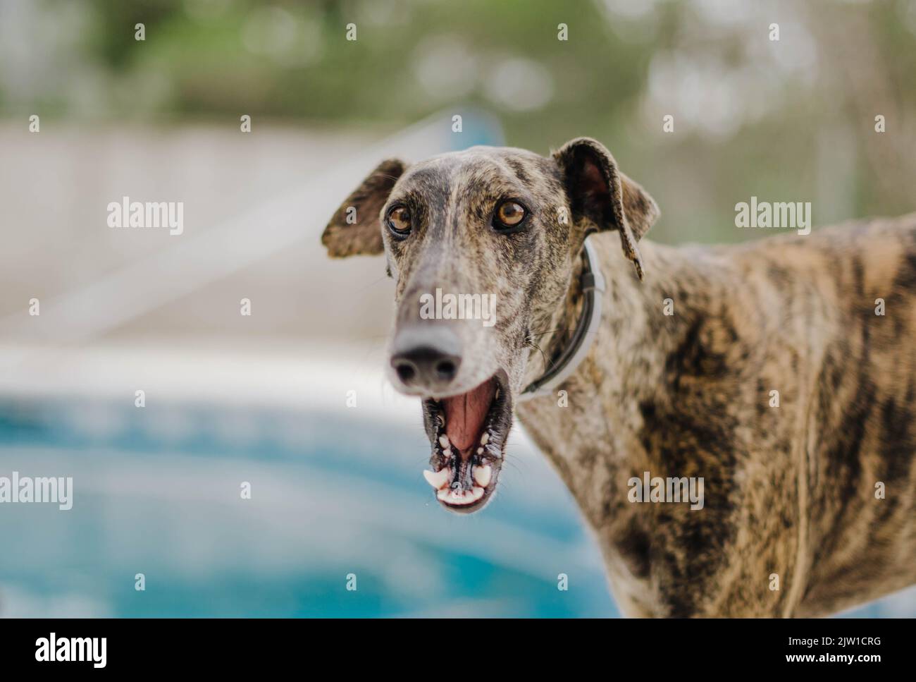 Brindle greyhound barking in a garden with a swimming pool Stock Photo ...