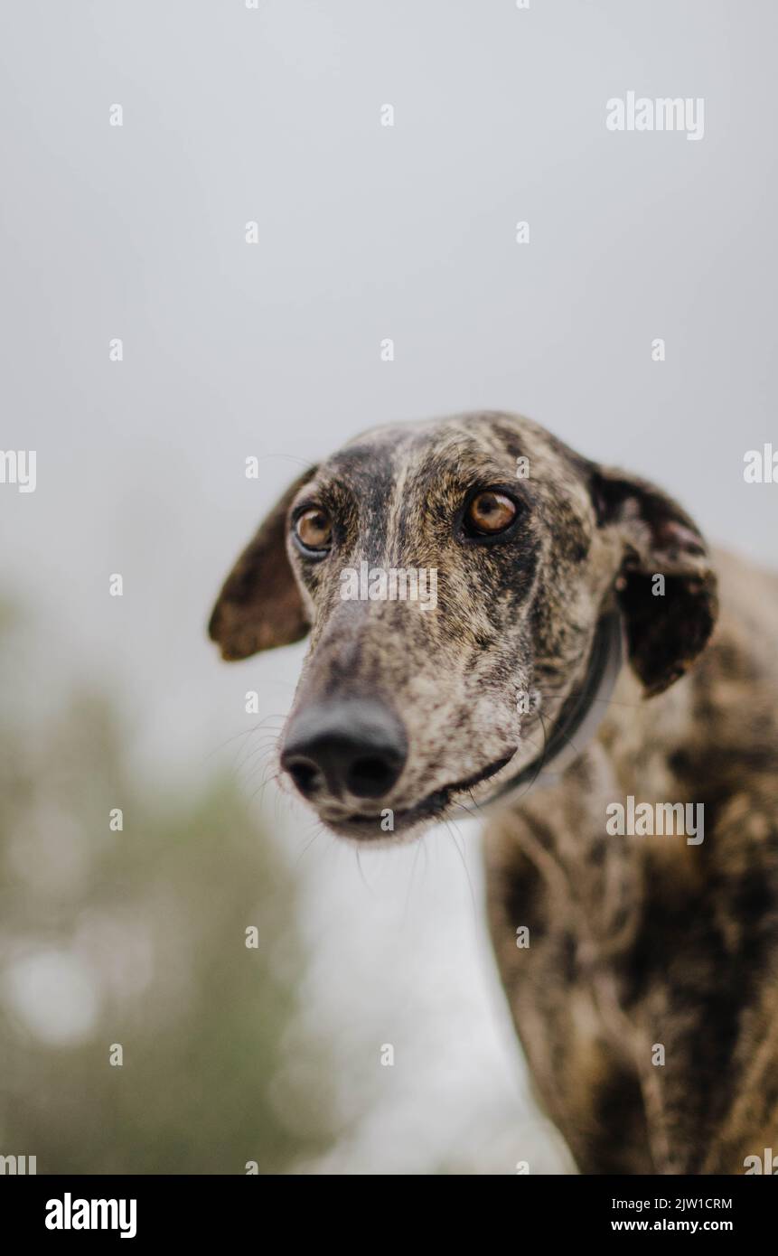 Portrait of a brindle greyhound Stock Photo - Alamy