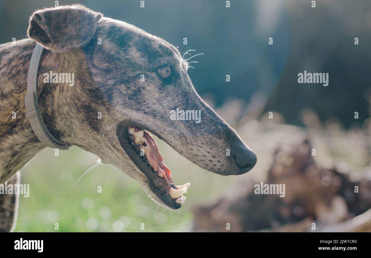 Profile of a brindle greyhound Stock Photo - Alamy