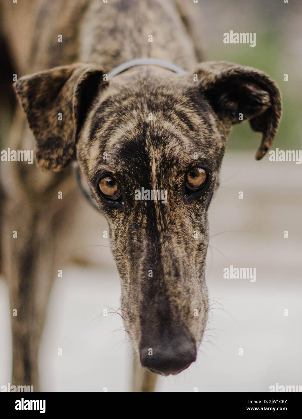 Closeup of a brindle greyhound Stock Photo - Alamy