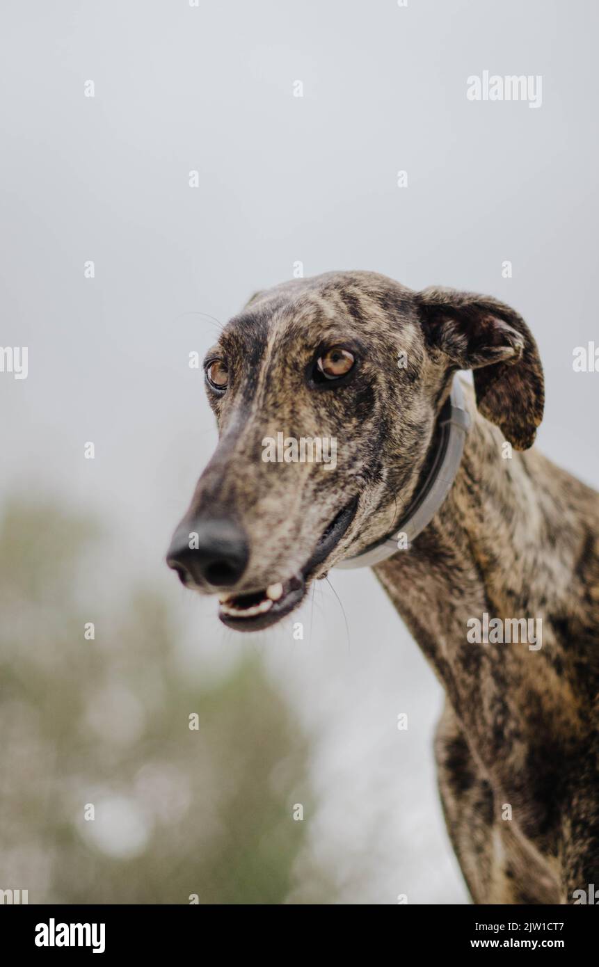 Brindle greyhound about to bark Stock Photo - Alamy