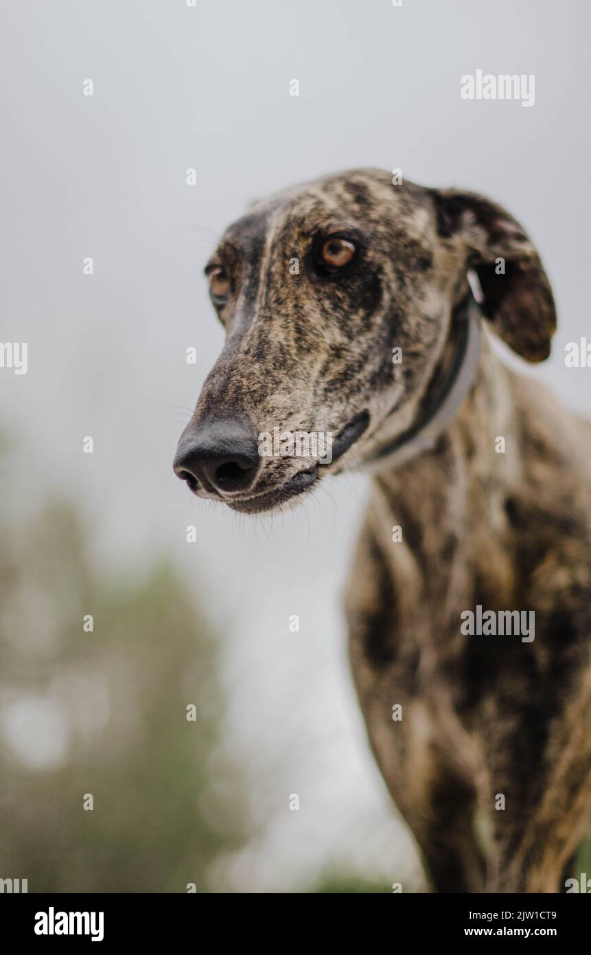 Brindle greyhound with antiparasitic gray collar Stock Photo - Alamy