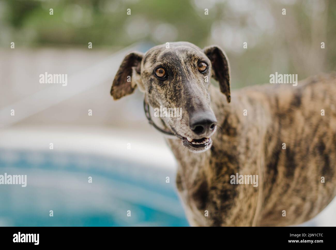 Brindle greyhound standing in front of a swimming pool Stock Photo - Alamy