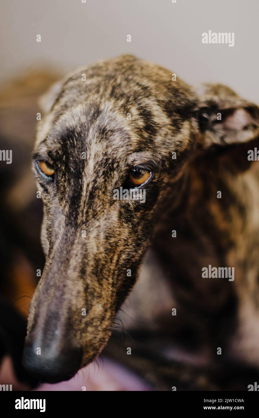 Closeup of a brindle greyhound Stock Photo - Alamy