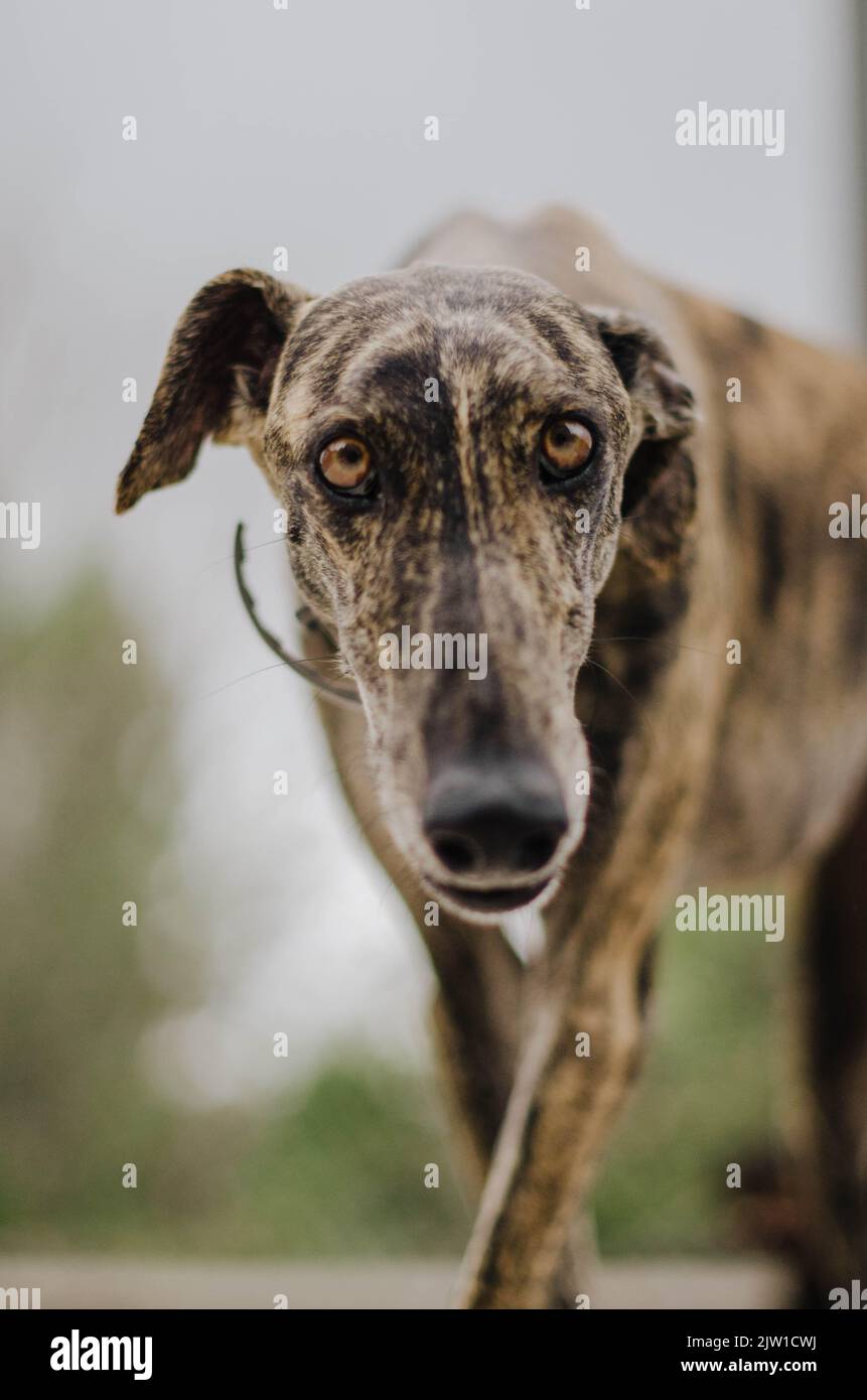 Closeup of a brindle greyhound Stock Photo - Alamy