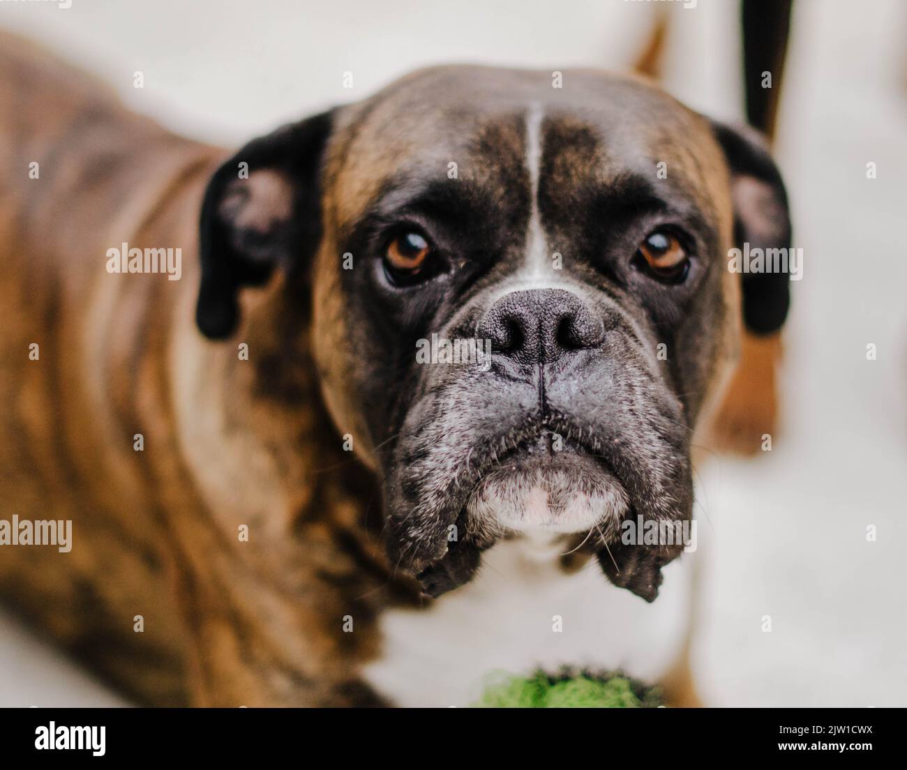 Boxer puppy garden hi-res stock photography and images - Alamy