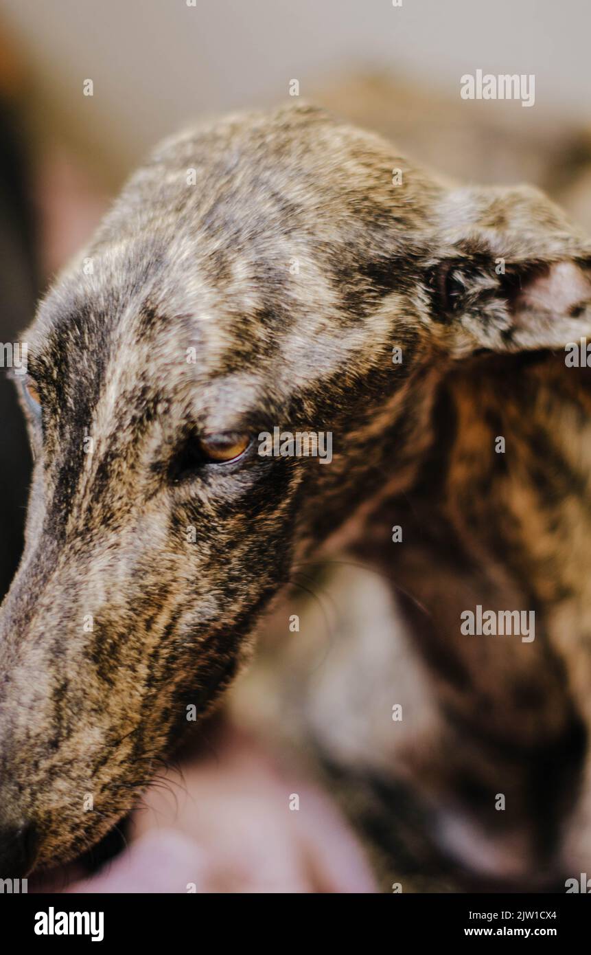 Head and eye of a brindle greyhound Stock Photo - Alamy