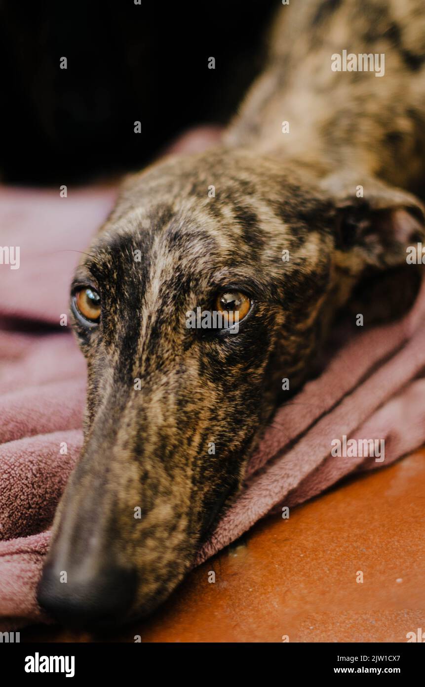 Brindle greyhound on a pink blanket on the floor Stock Photo - Alamy