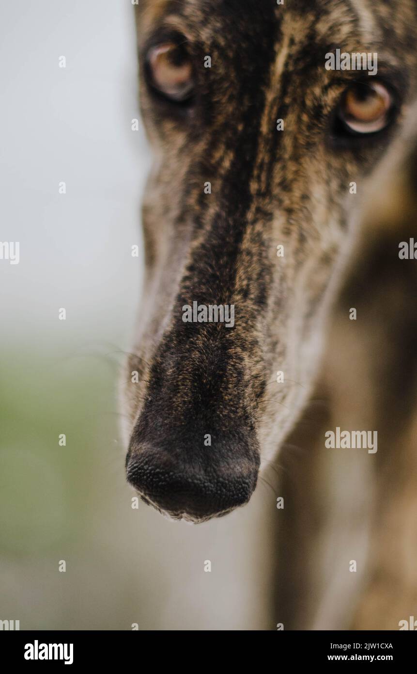 Focused nose of a brindle greyhound Stock Photo - Alamy