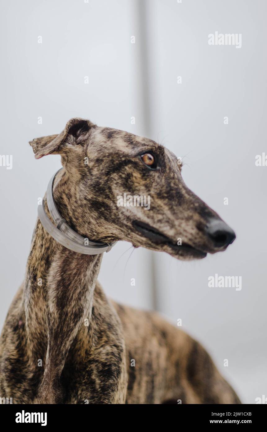 Brindle greyhound with antiparasitic gray collar Stock Photo - Alamy