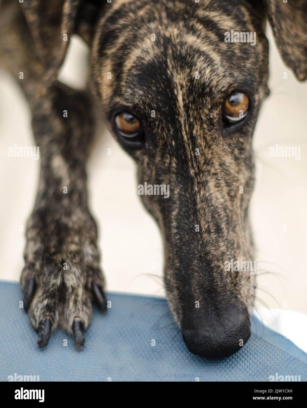 Brindle greyhound and his paw playing with a blue chair Stock Photo - Alamy