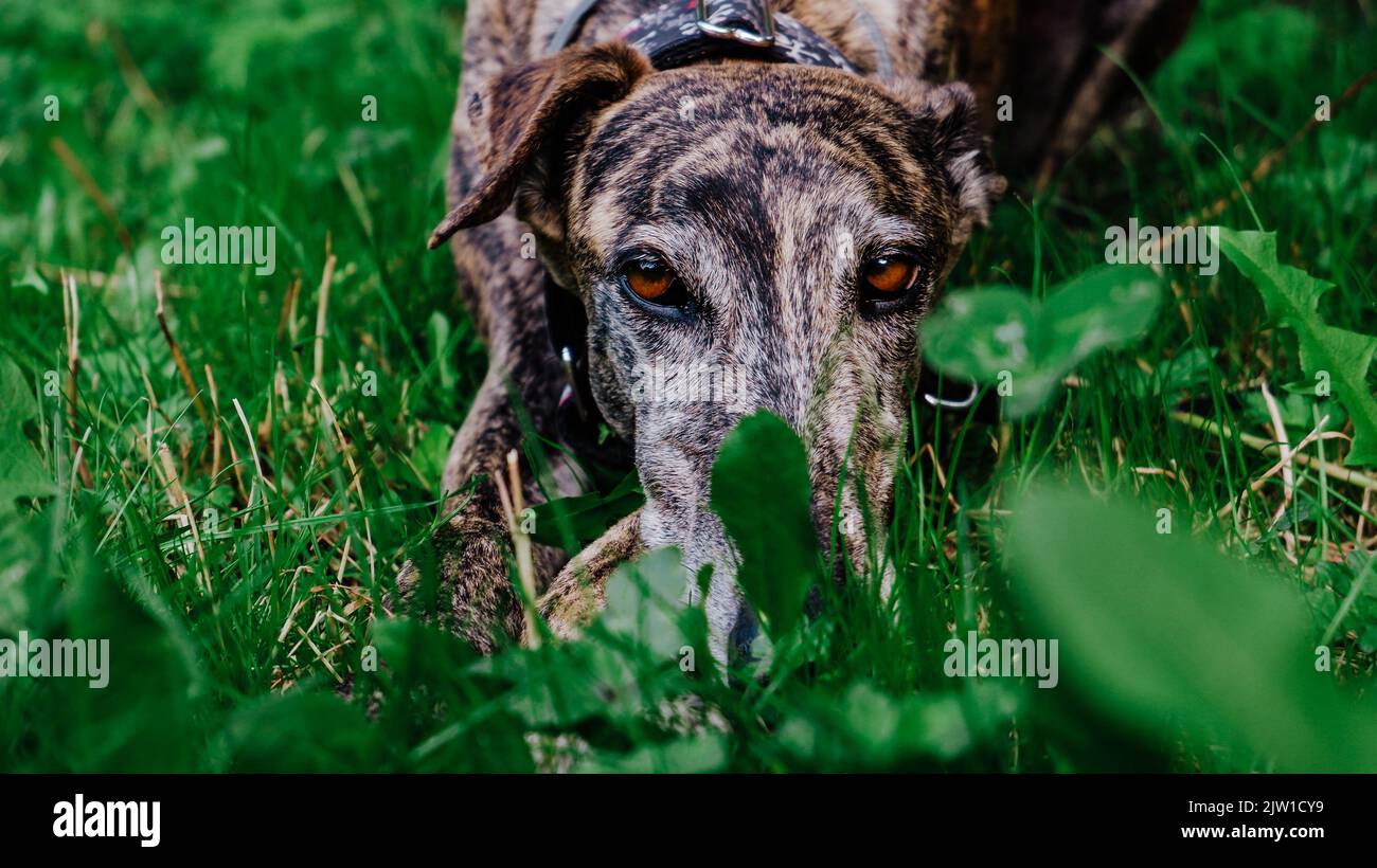 Brindle greyhound with brown eyes lying on the green grass Stock Photo ...