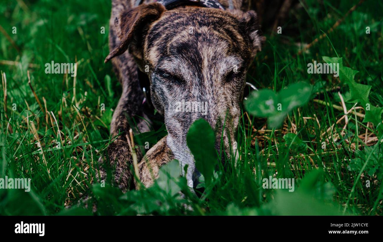Brindle greyhound sleeping on the green grass Stock Photo - Alamy