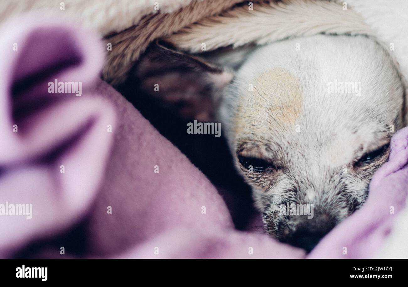 Chinese crested puppy half asleep in a nest with pink blanket Stock ...