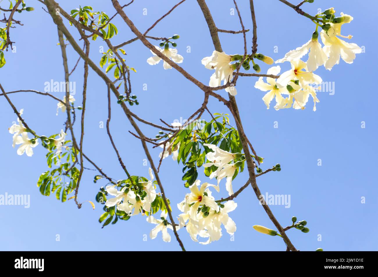 White floss silk tree chorisia hi-res stock photography and images - Alamy
