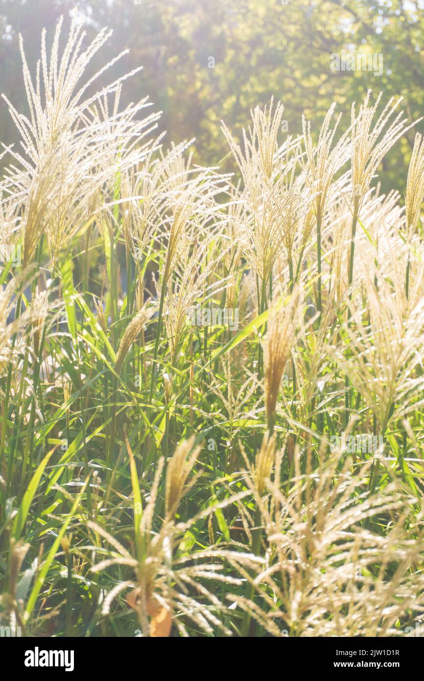 Golden panicles of Miscanthus sinensis garden plant in sunlight Stock ...