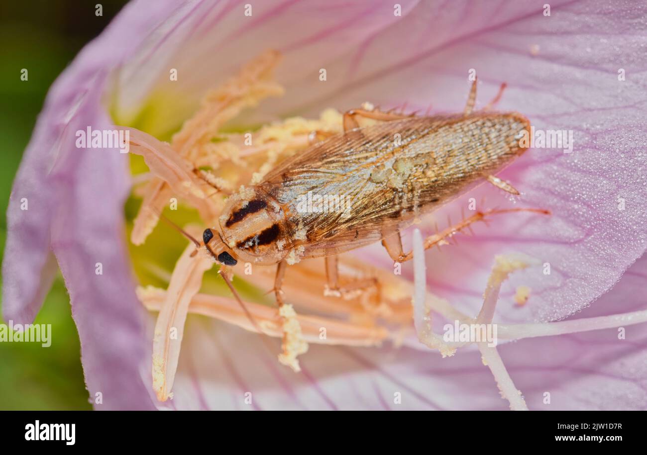 German cockroach (Blattella germanica) pollinating a Pink Evening ...