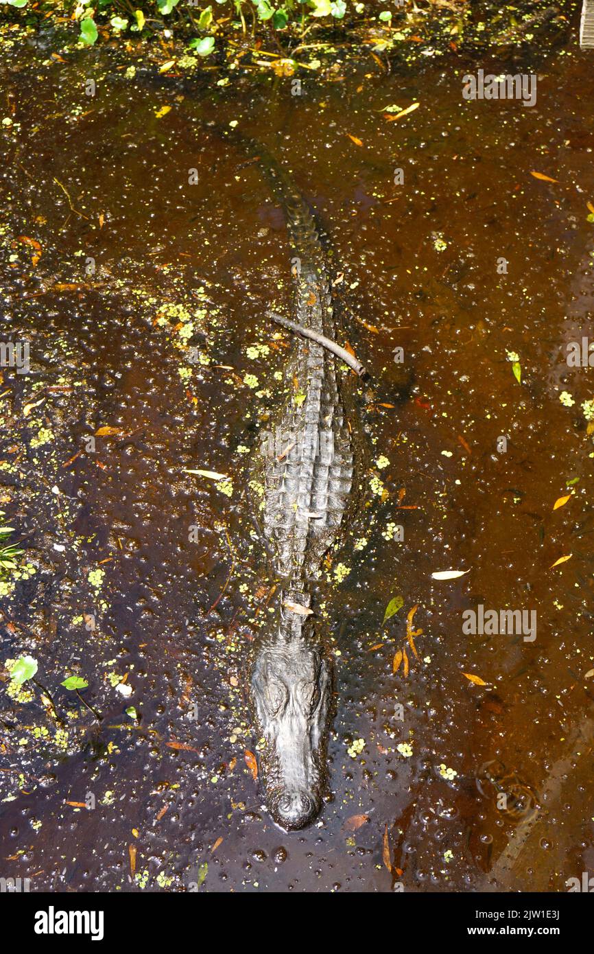 Alligator in water in Louisiana swamp Stock Photo - Alamy