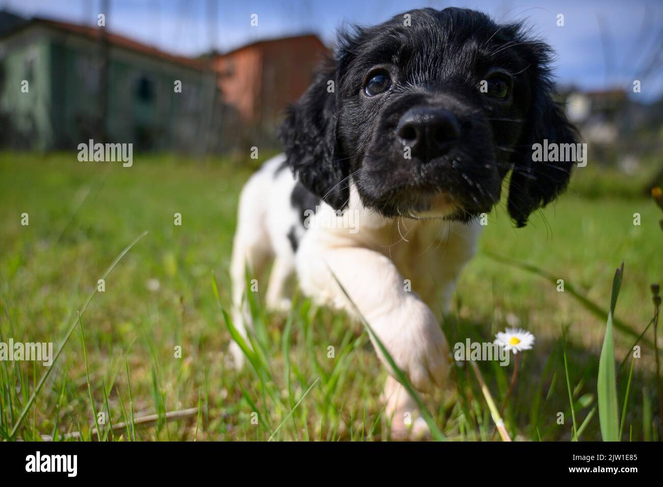 Black and white puppy dog, Epagneul breton, brittany Stock Photo - Alamy
