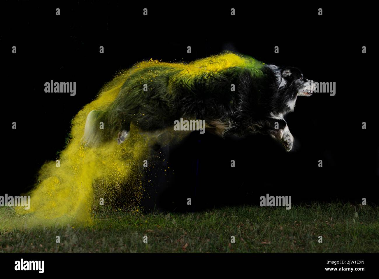 Dog Border Collie jump with the yellow powder black background Stock ...