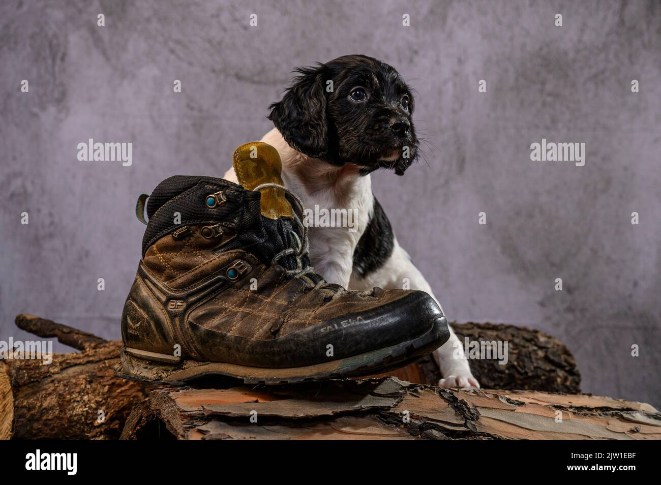 Black and white puppy dog, Epagneul breton, brittany Stock Photo - Alamy