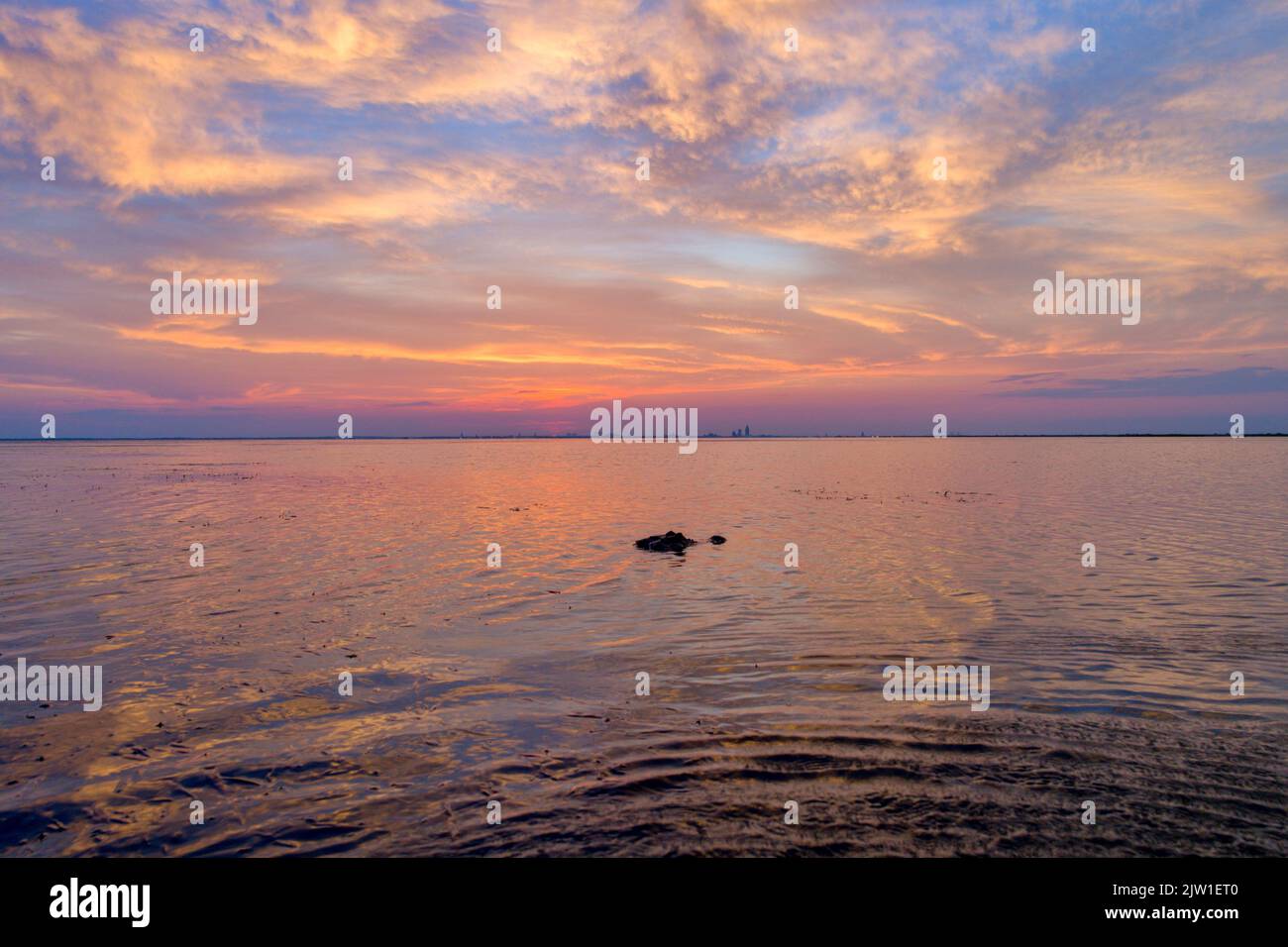 Aerial view of an adult American Alligator Stock Photo - Alamy