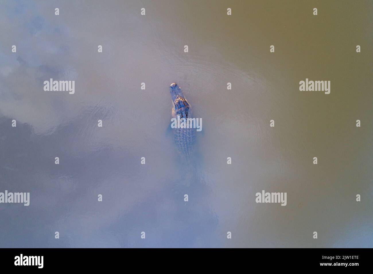 Aerial view of an adult American Alligator Stock Photo - Alamy