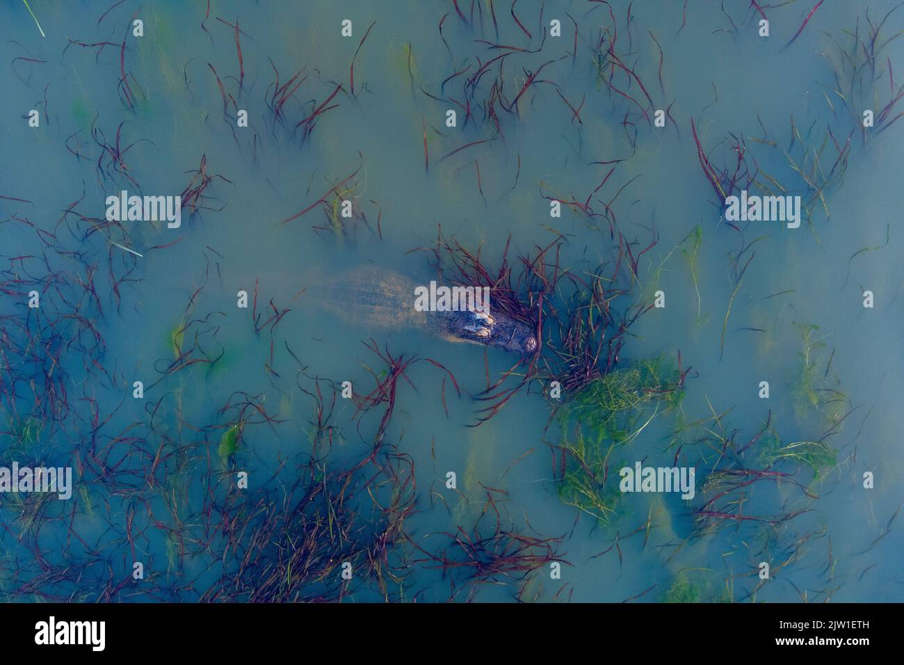Aerial view of an American alligator Stock Photo - Alamy