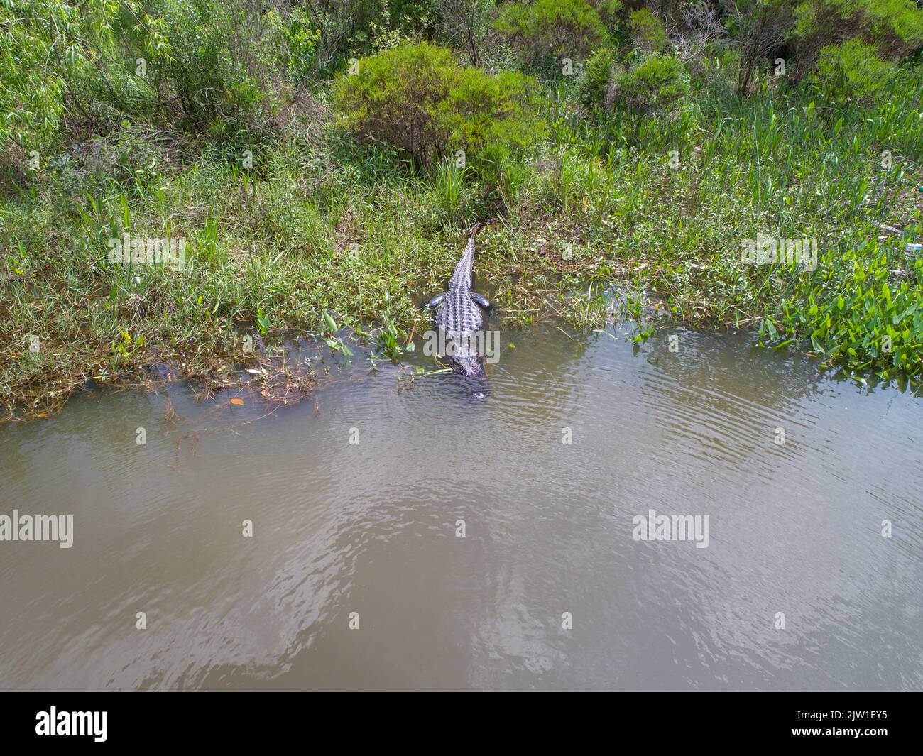 Aerial view of an American alligator Stock Photo - Alamy