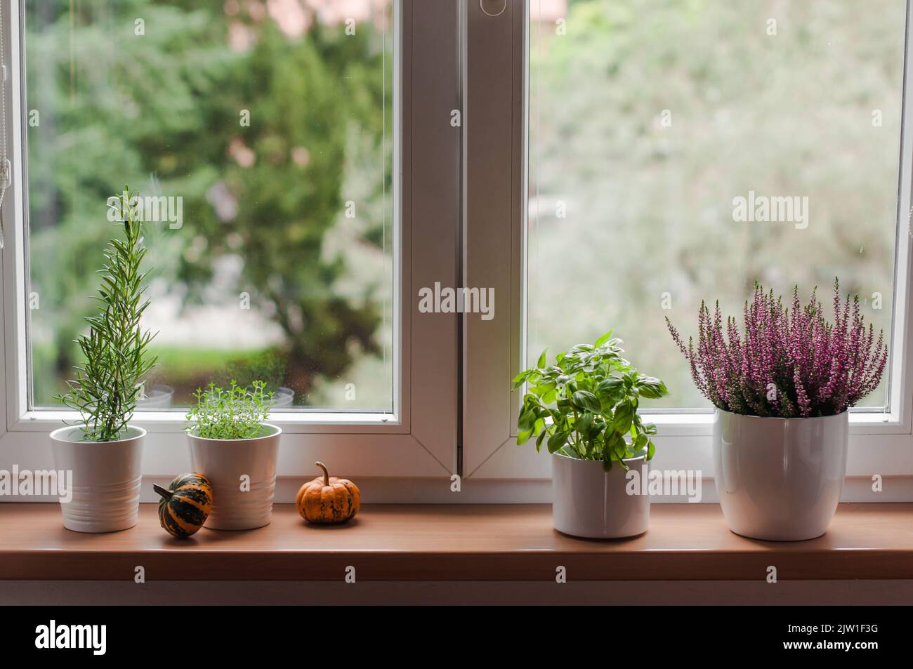 Spicy herbs, decorative pumpkins and heather on the windowsill Stock ...