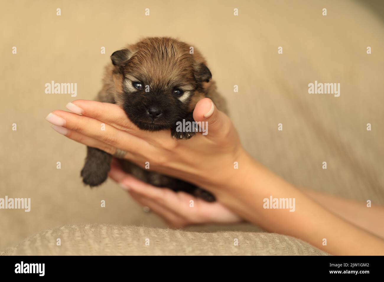 Small newborn puppy in female hands. A beautiful and cute puppy in her ...